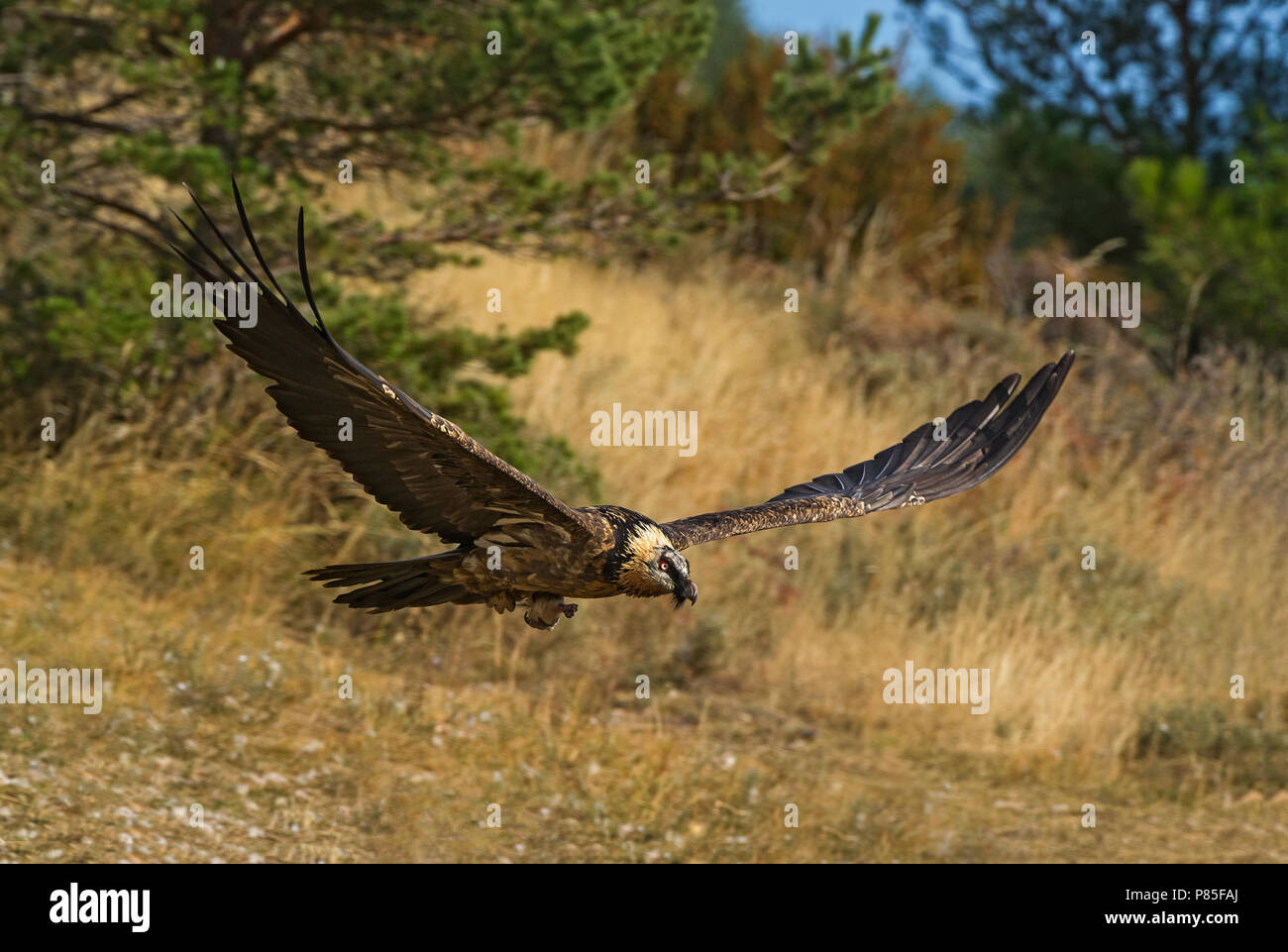 Bearded Vulture in flight, Lammergier in de vlucht Stock Photo - Alamy