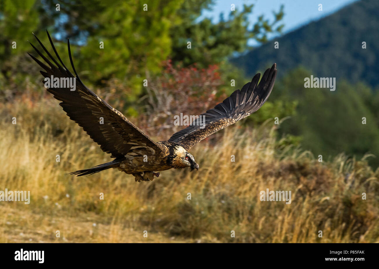 Bearded Vulture in flight, Lammergier in de vlucht Stock Photo - Alamy