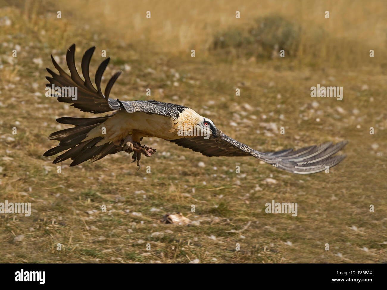 Bearded Vulture in flight, Lammergier in de vlucht Stock Photo - Alamy