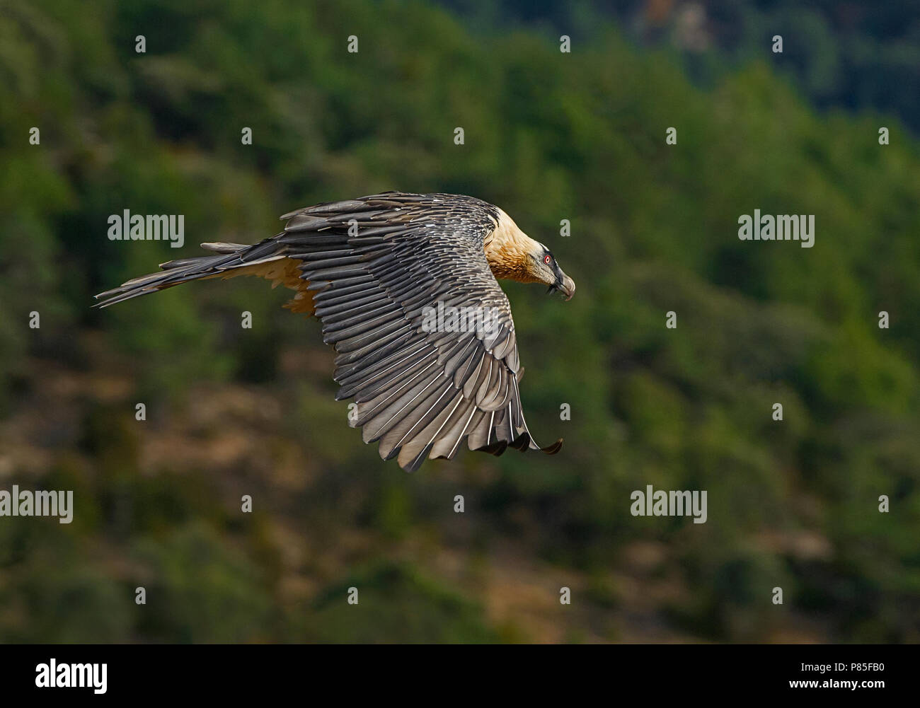 Bearded Vulture in flight, Lammergier in de vlucht Stock Photo - Alamy