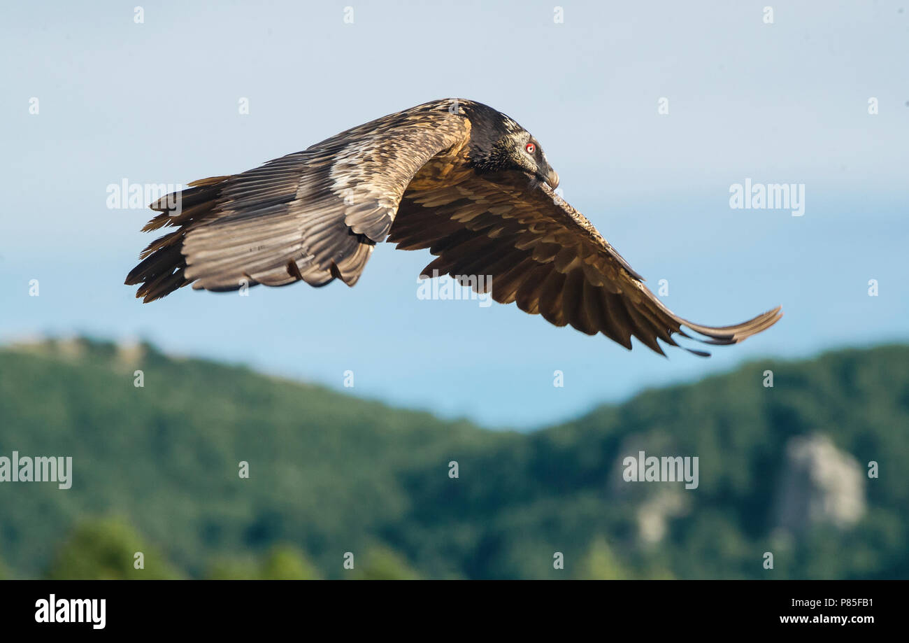 Bearded Vulture in flight, Lammergier in de vlucht Stock Photo - Alamy