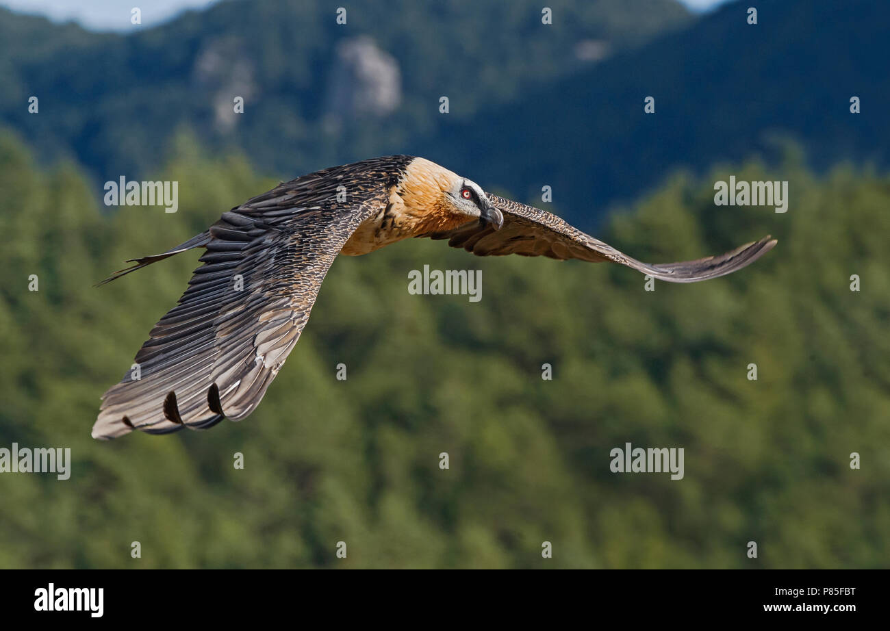 Bearded Vulture in flight, Lammergier in de vlucht Stock Photo - Alamy