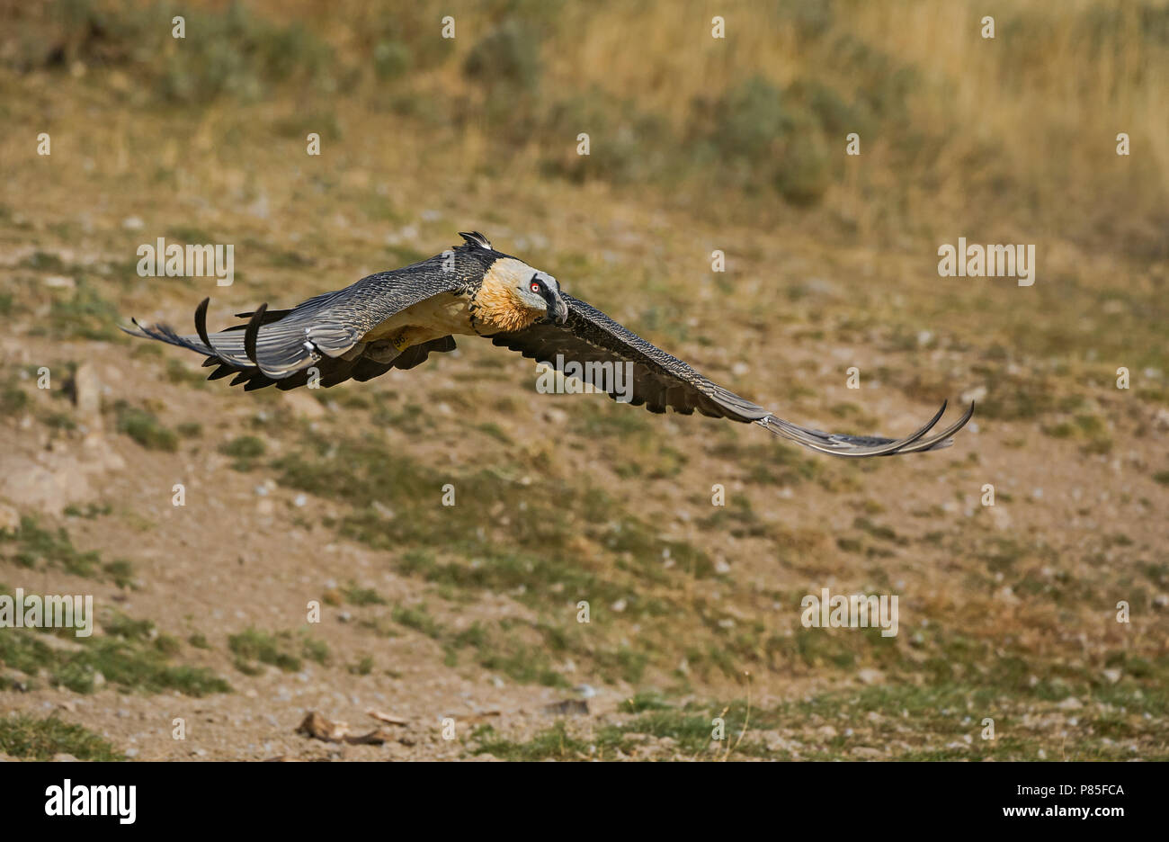 Bearded Vulture in flight, Lammergier in de vlucht Stock Photo - Alamy