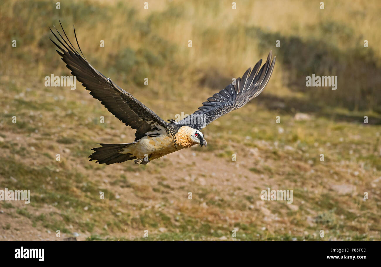 Bearded Vulture in flight, Lammergier in de vlucht Stock Photo - Alamy