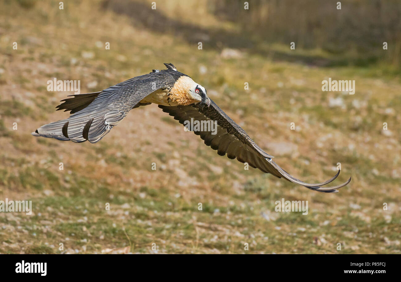 Bearded Vulture in flight, Lammergier in de vlucht Stock Photo - Alamy