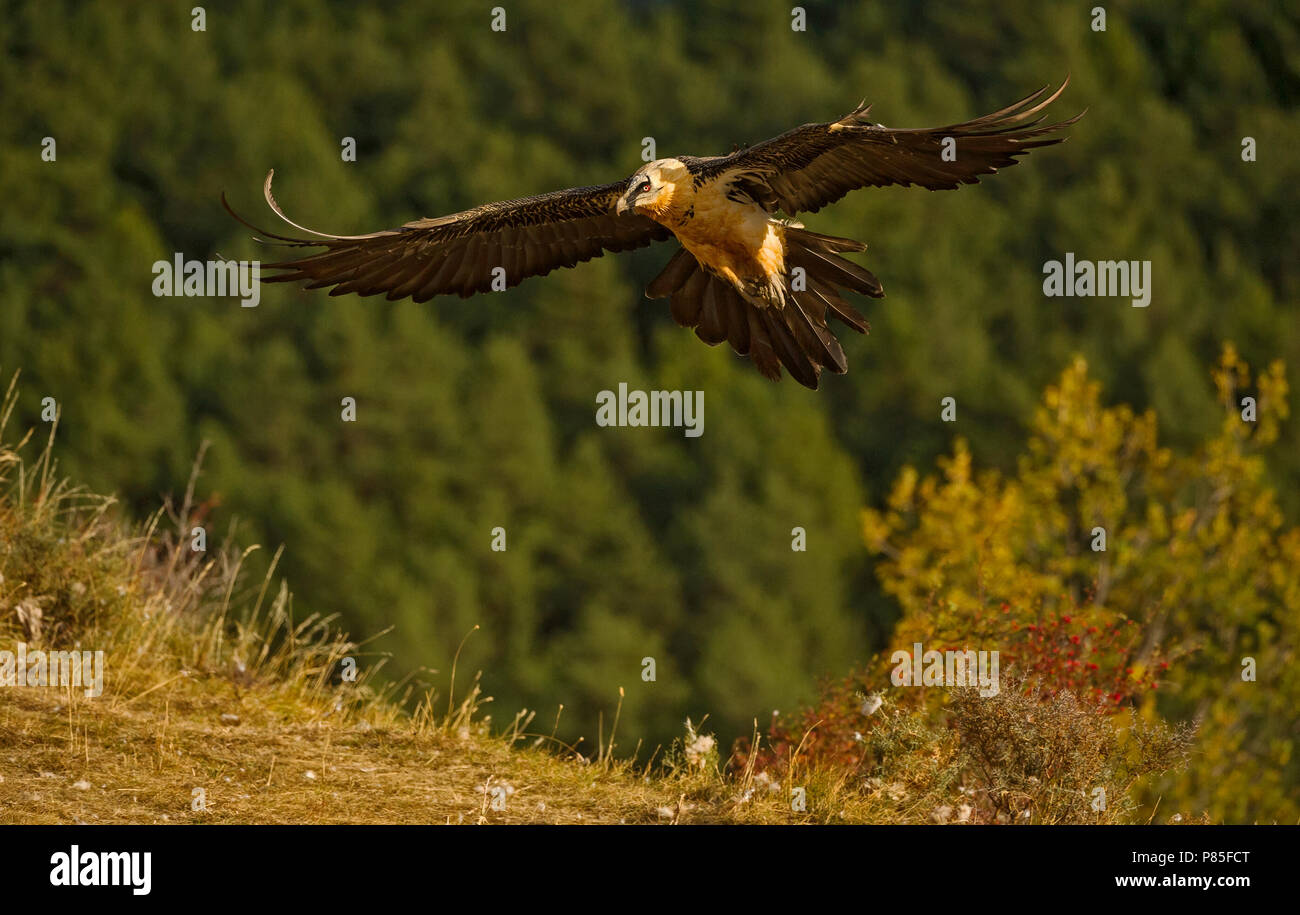 Bearded Vulture in flight, Lammergier in de vlucht Stock Photo - Alamy