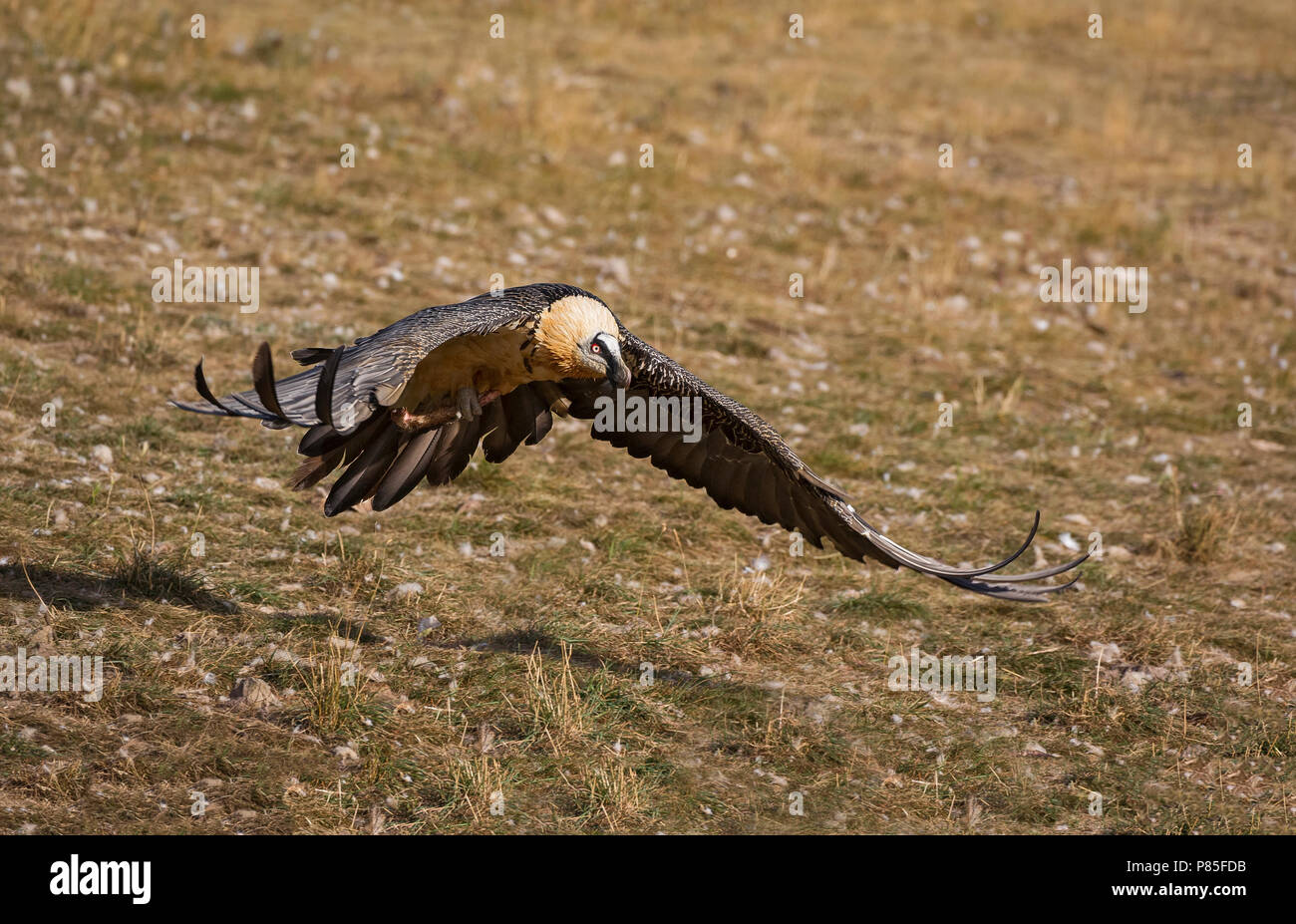 Bearded Vulture in flight, Lammergier in de vlucht Stock Photo - Alamy