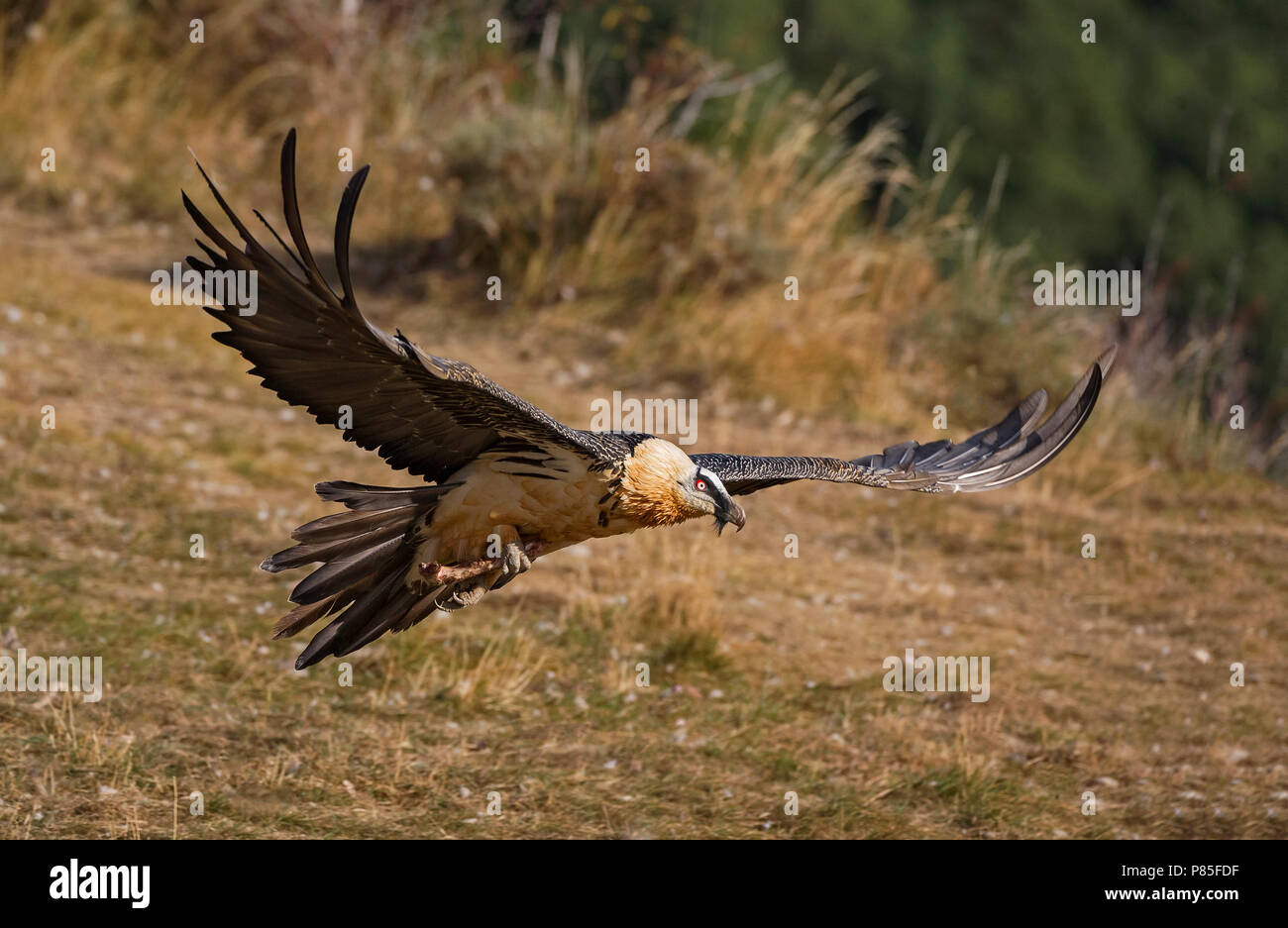 Bearded Vulture in flight, Lammergier in de vlucht Stock Photo - Alamy