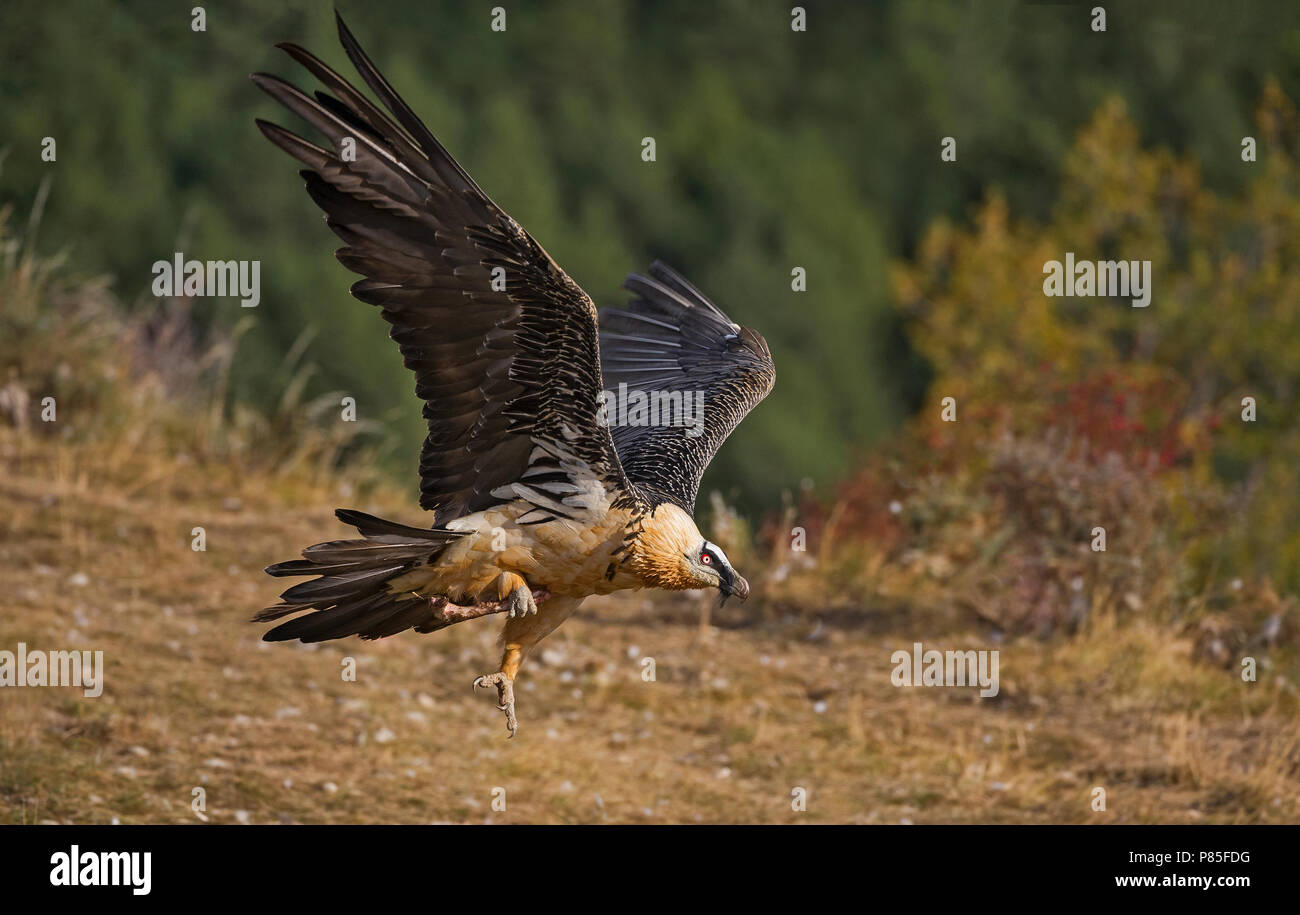 Bearded Vulture in flight, Lammergier in de vlucht Stock Photo - Alamy