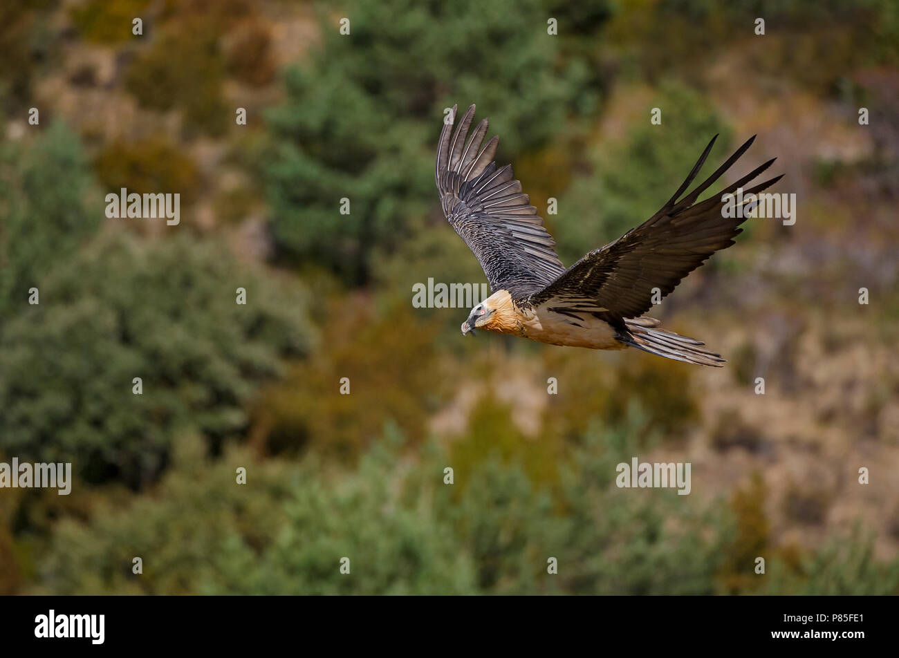 Bearded vulture in flight hi-res stock photography and images - Alamy