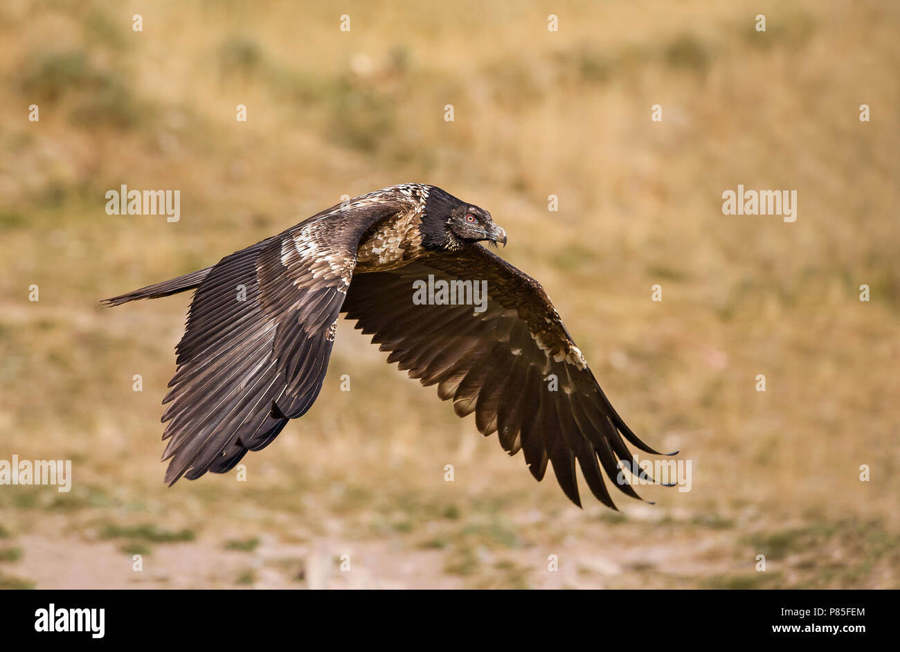 Bearded Vulture in flight, Lammergier in de vlucht Stock Photo - Alamy