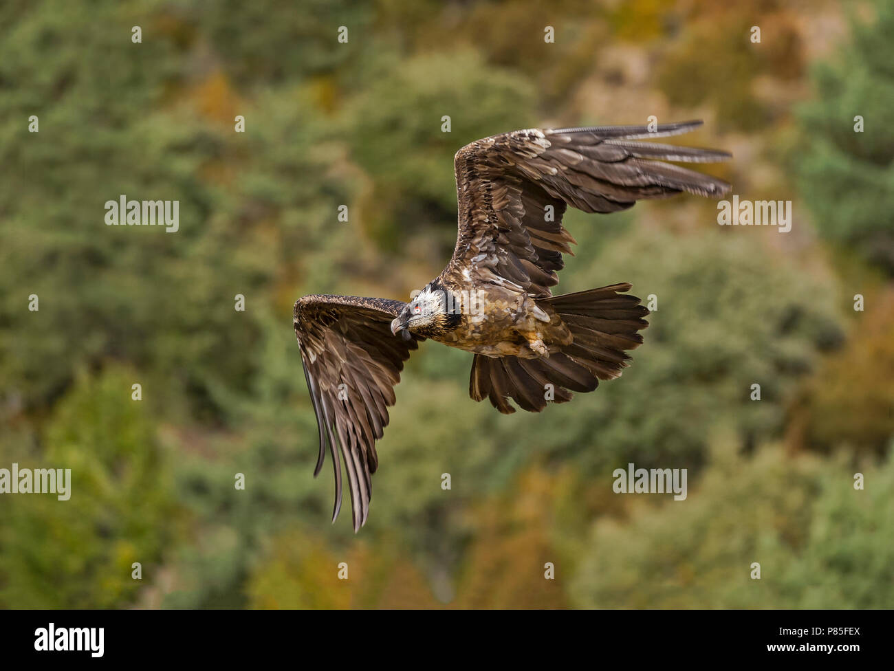 Bearded Vulture in flight, Lammergier in de vlucht Stock Photo - Alamy