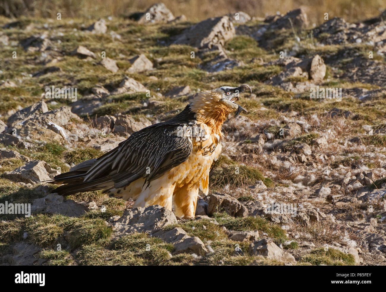 Bearded Vulture perched, Lammergier zittend Stock Photo - Alamy