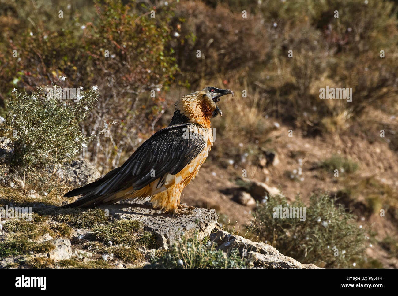 Bearded Vulture perched, Lammergier zittend Stock Photo - Alamy