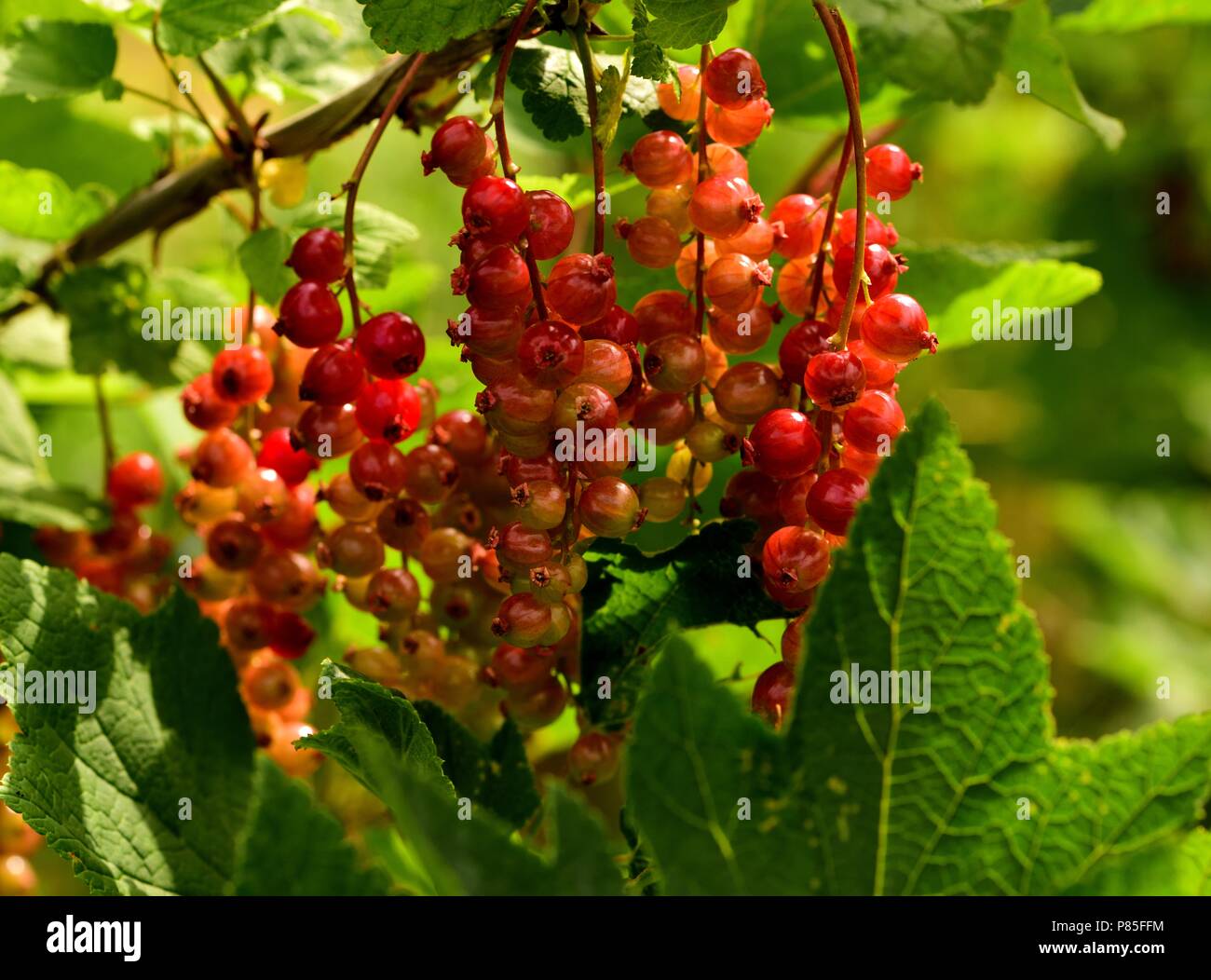 Red currants ribes rubrum hi-res stock photography and images - Alamy