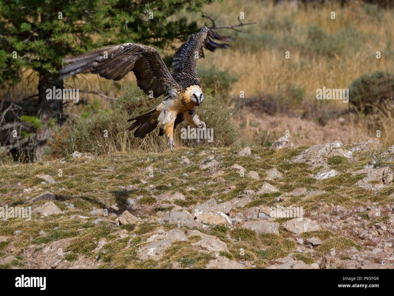 Bearded Vulture in flight, Lammergier in de vlucht Stock Photo - Alamy