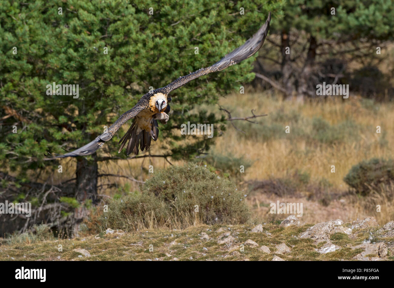 Bearded Vulture in flight, Lammergier in de vlucht Stock Photo - Alamy