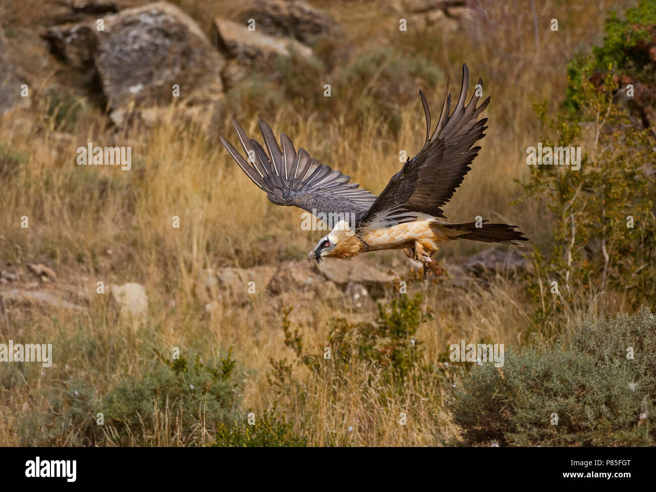 Bearded Vulture in flight, Lammergier in de vlucht Stock Photo - Alamy