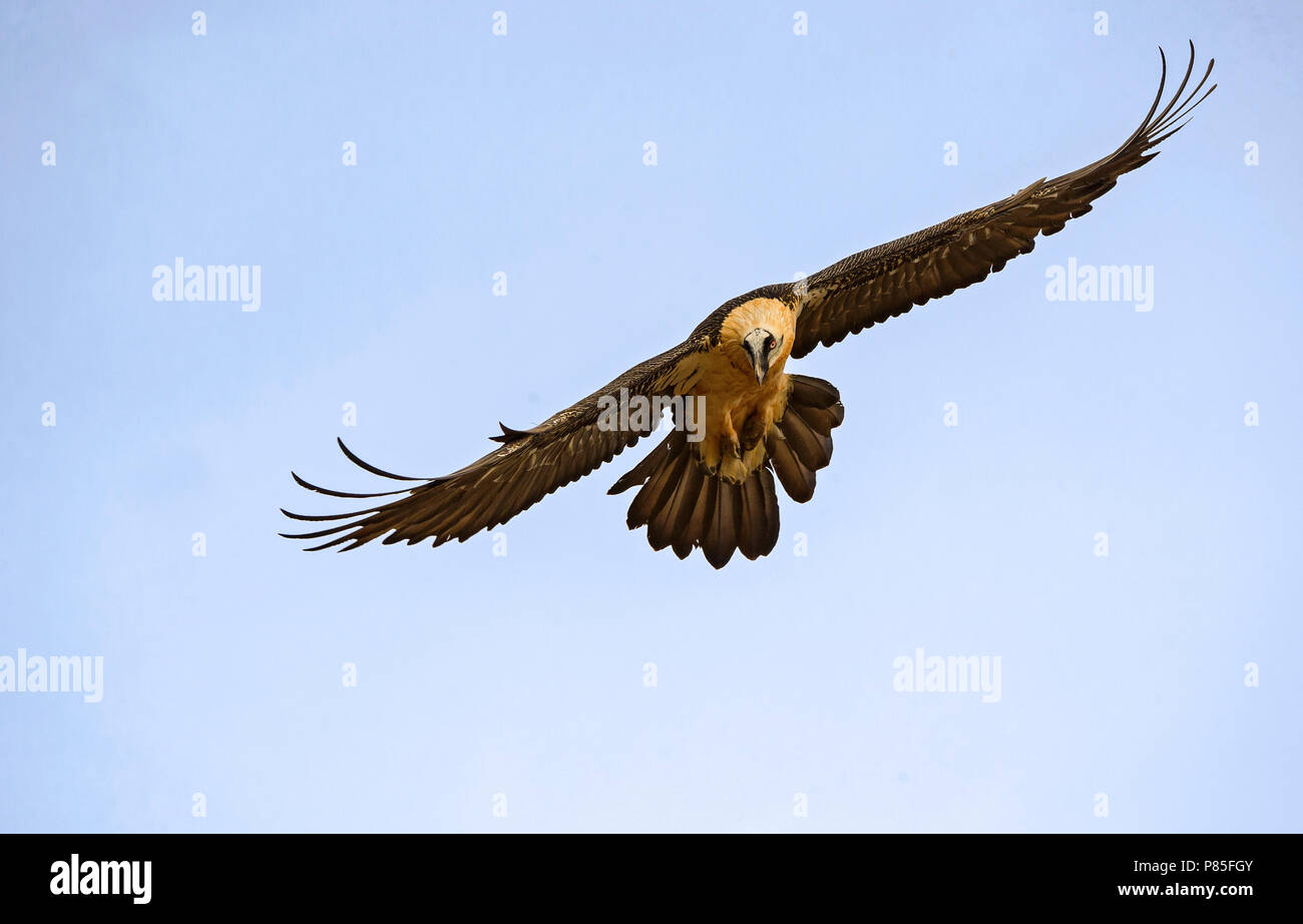 Bearded Vulture in flight, Lammergier in de vlucht Stock Photo - Alamy