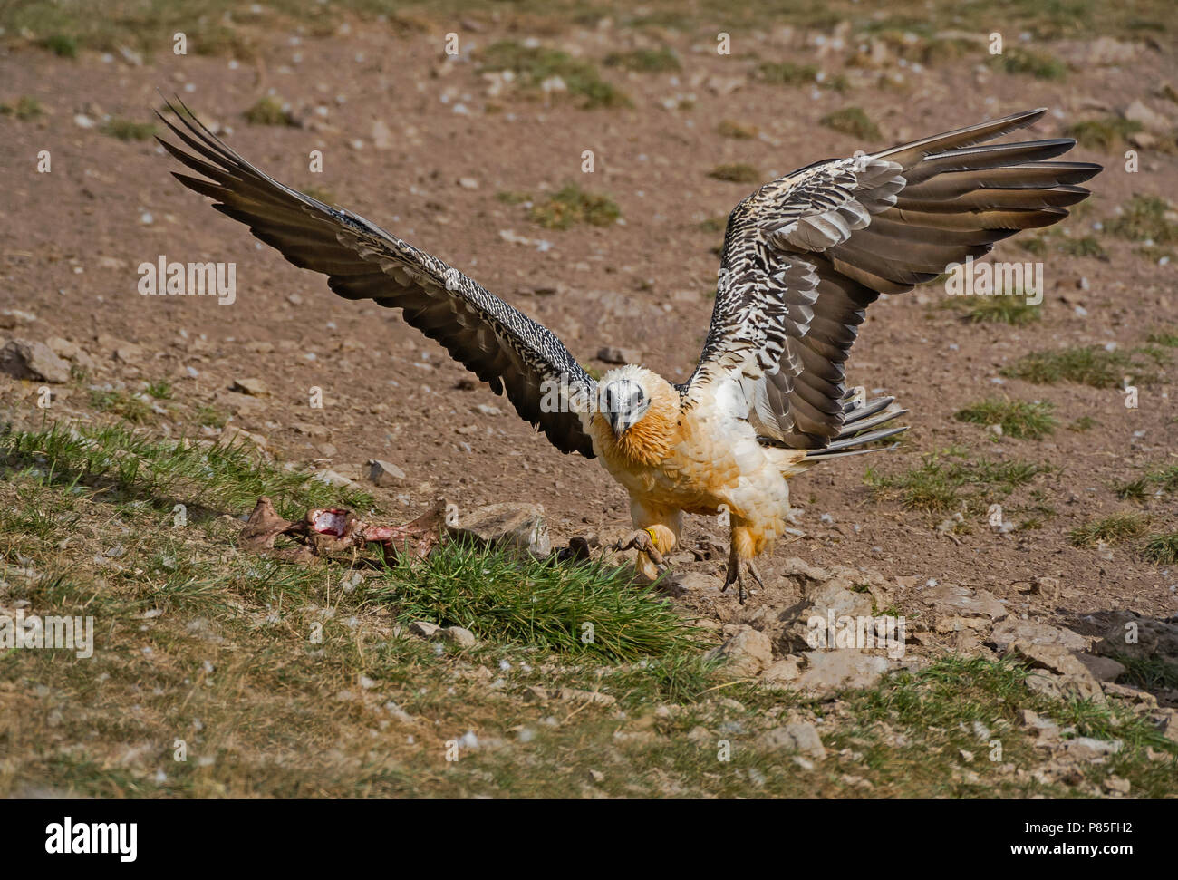 Bearded Vulture in flight, Lammergier in de vlucht Stock Photo - Alamy