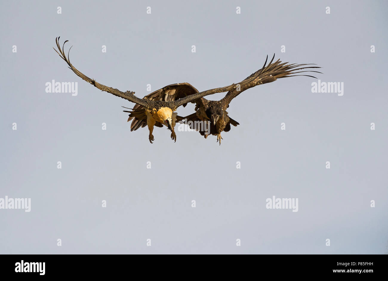 Bearded Vulture in flight, Lammergier in de vlucht Stock Photo - Alamy
