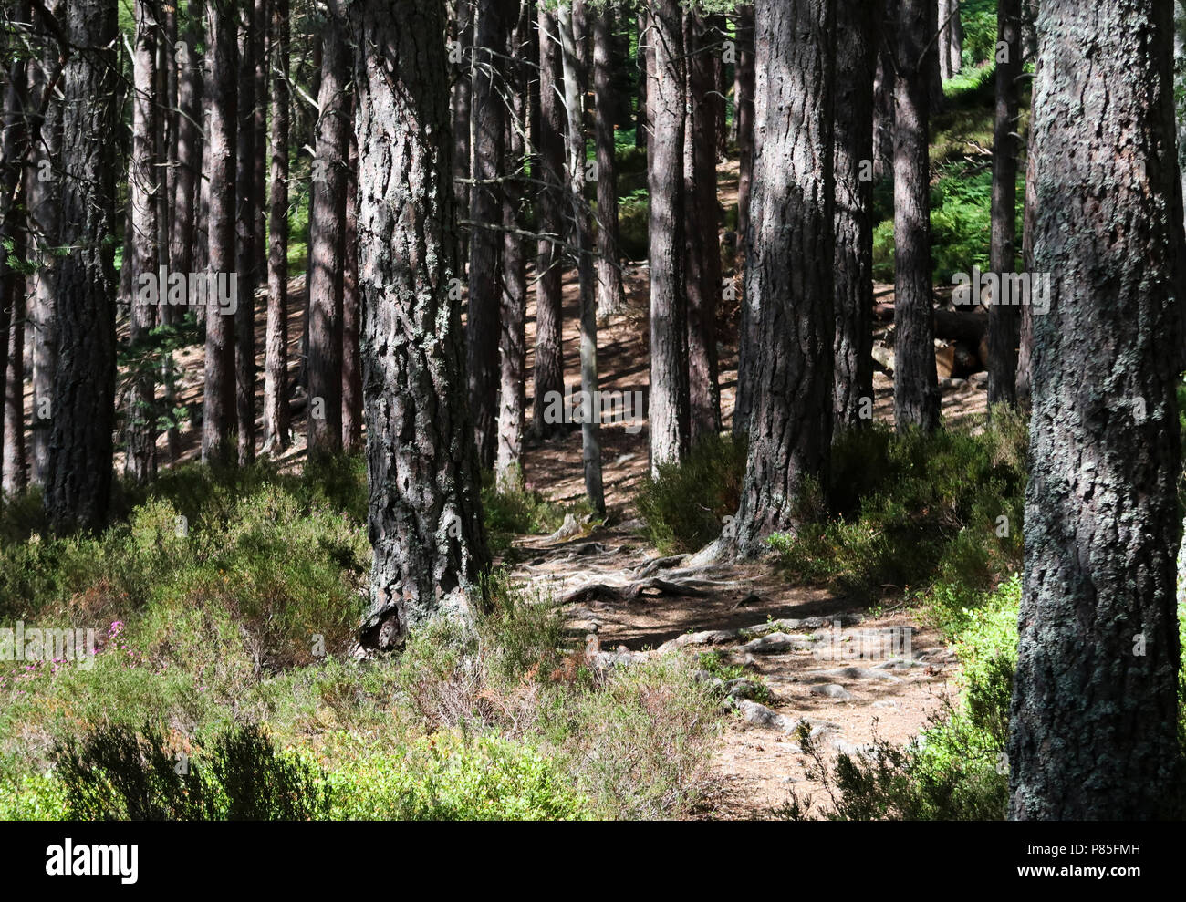 Scots pine trees in forest Stock Photo - Alamy
