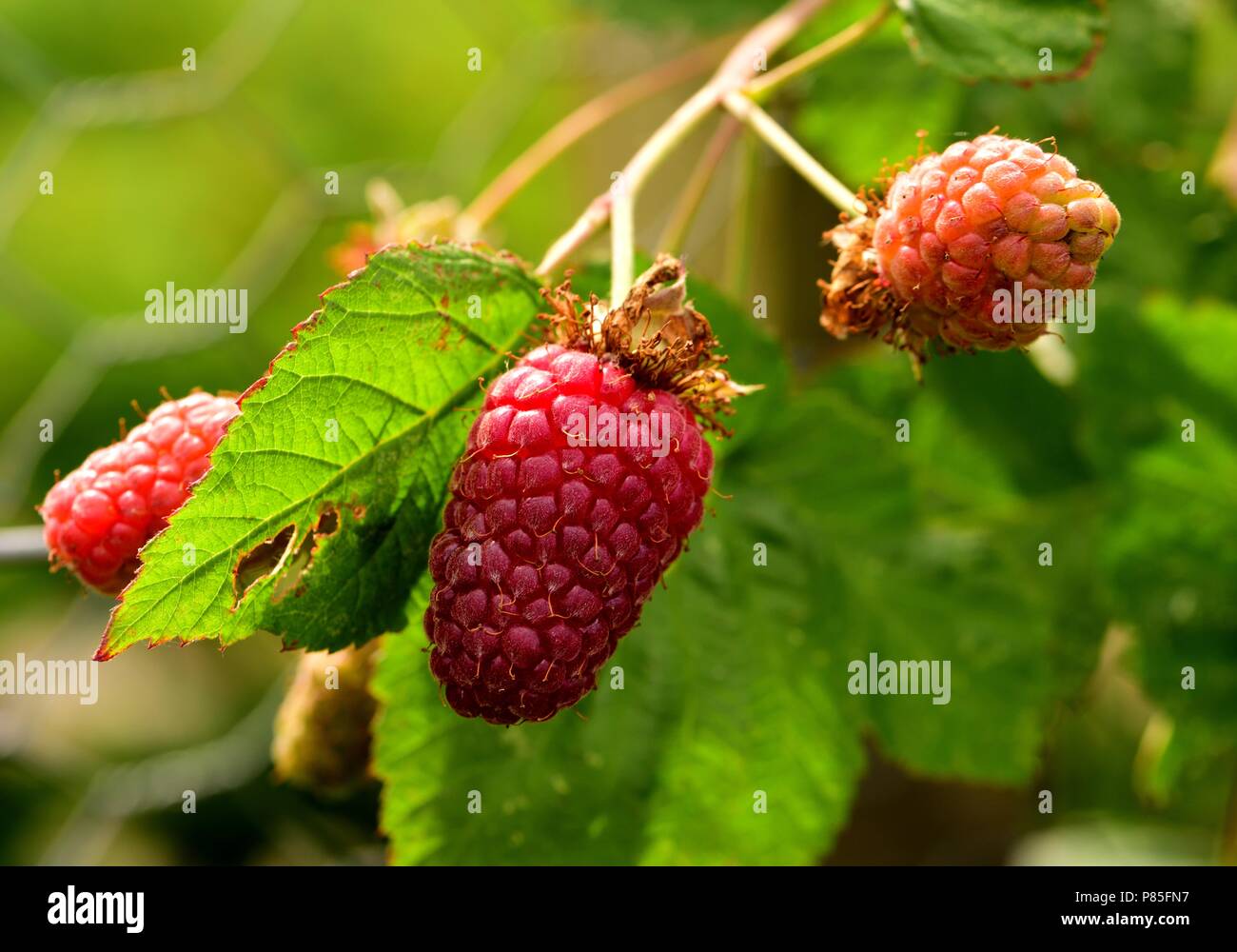 Loganberries High Resolution Stock Photography and Images - Alamy