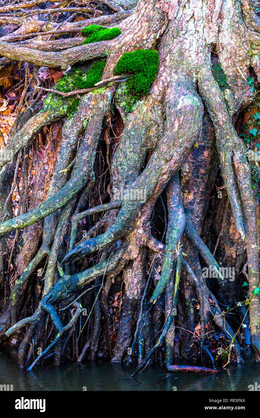 Ancient swamp forest hi-res stock photography and images - Alamy