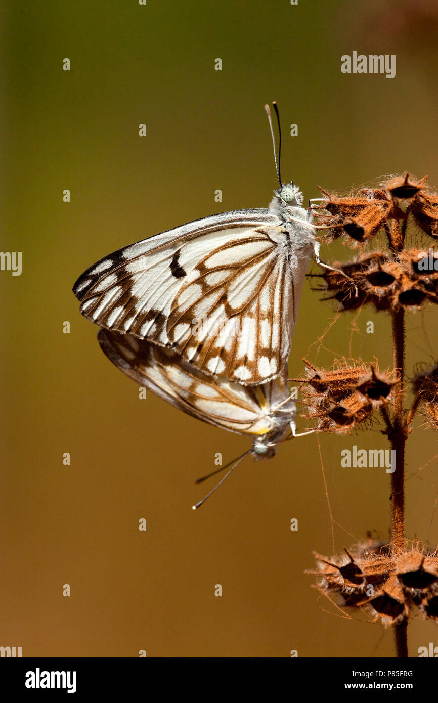 Parende Belenois aurota, African Caper White pair mating Stock Photo ...
