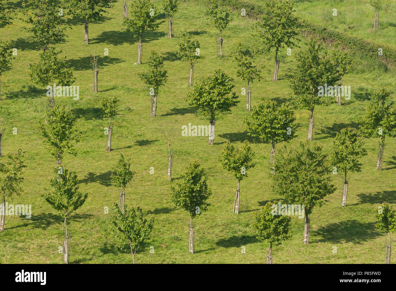 Natuurgebied de Bemelerberg, Nature reserve the Bemelerberg Stock Photo ...