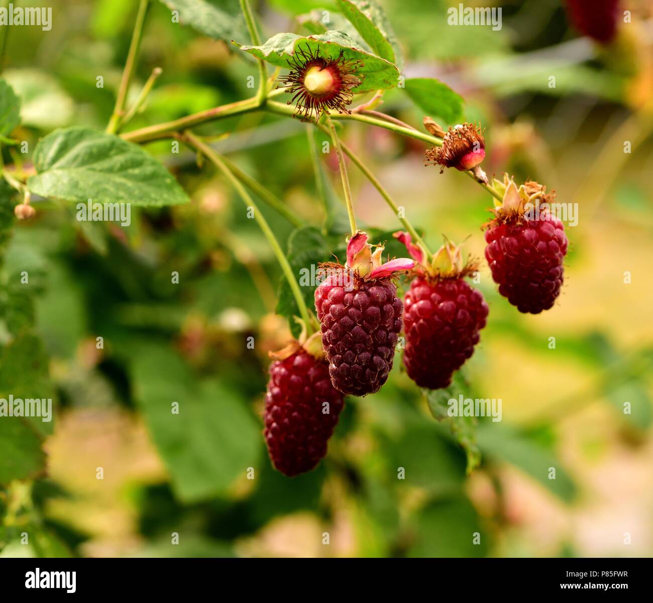 Loganberry hi-res stock photography and images - Alamy