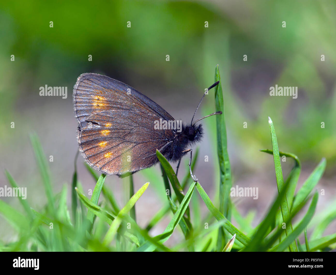 Bergerebia hi-res stock photography and images - Alamy