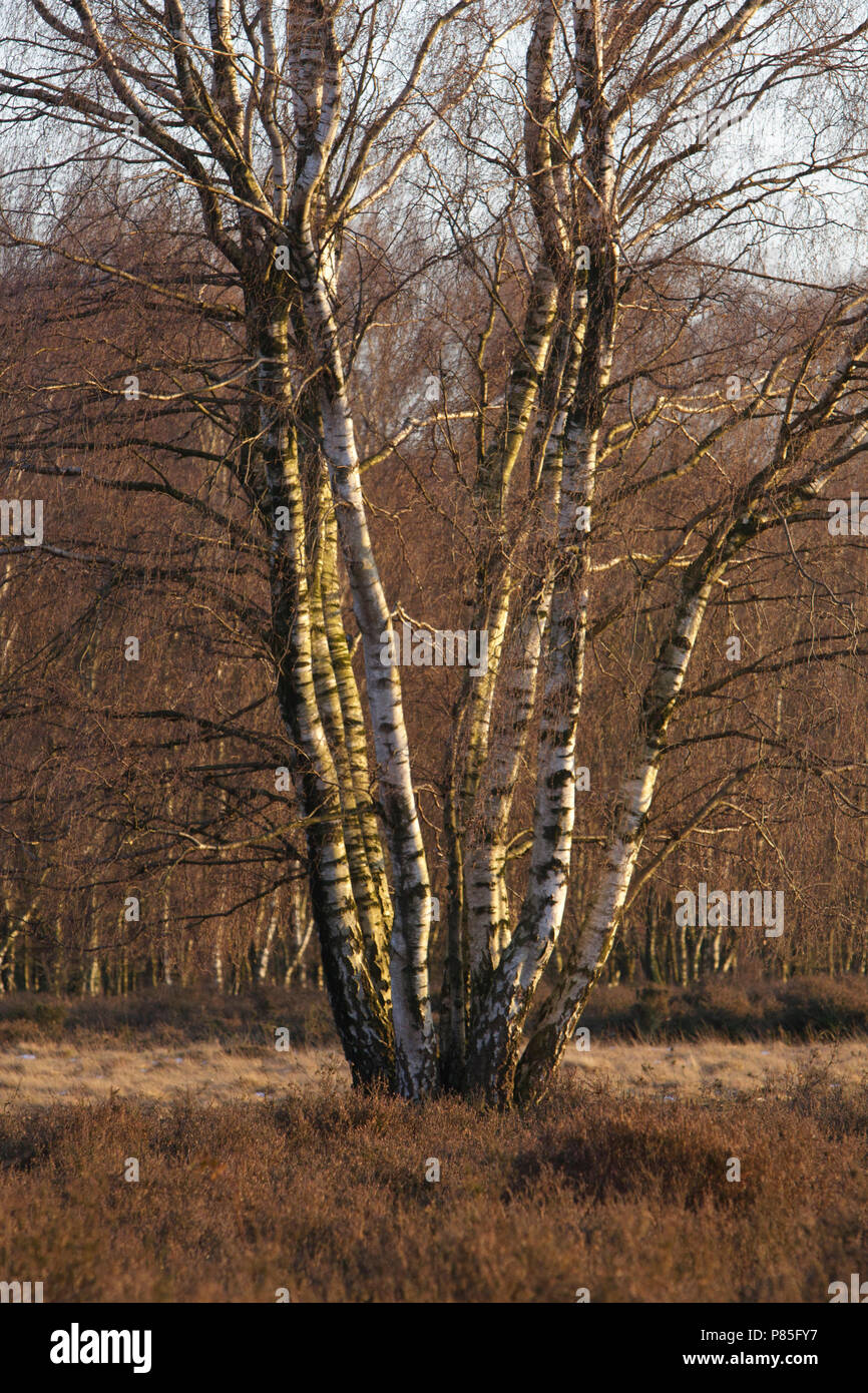 Berk hi-res stock photography and images - Alamy