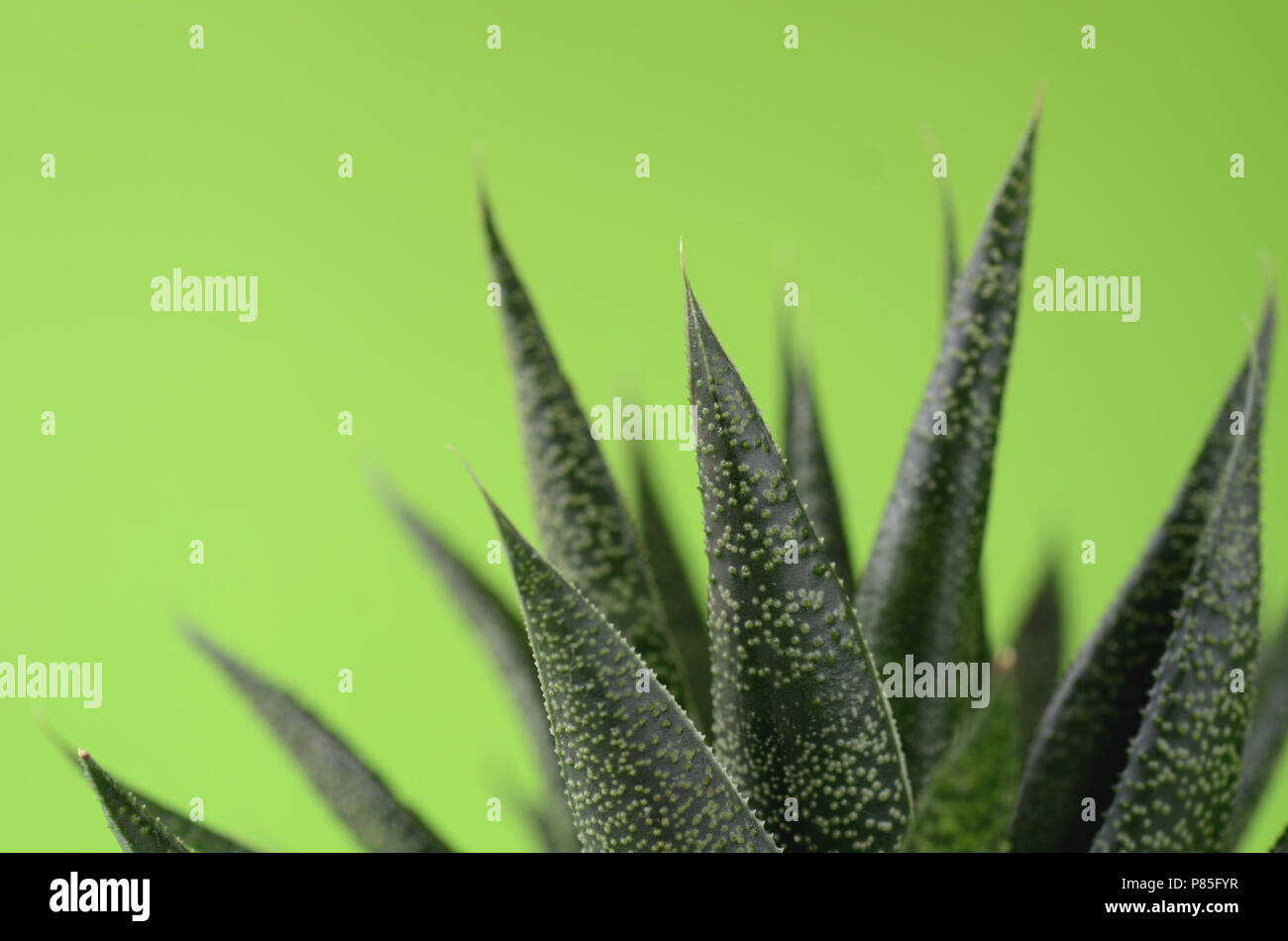 Staging with cactus hi-res stock photography and images - Alamy