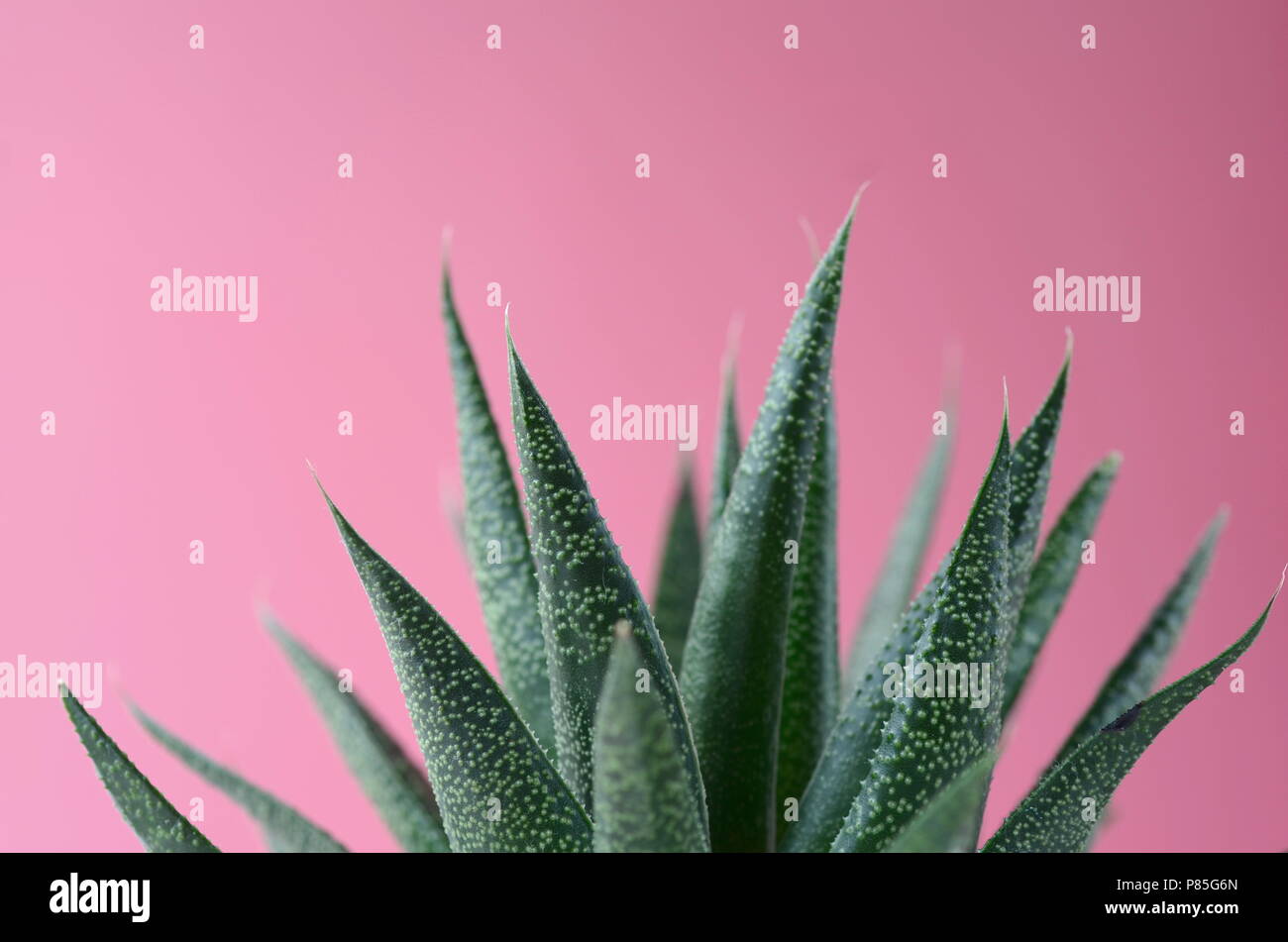 Staging with cactus hi-res stock photography and images - Alamy