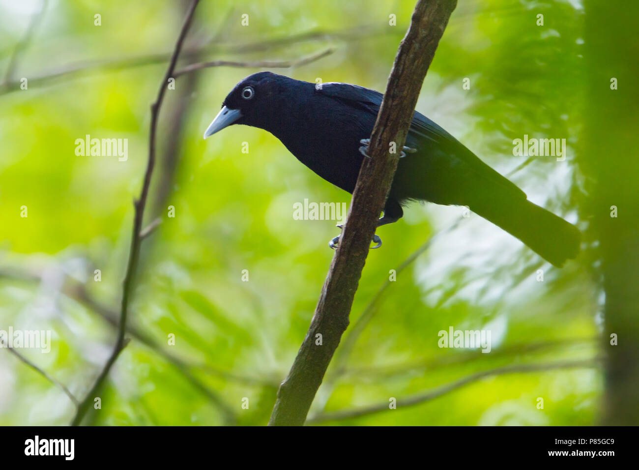 Bernieri hi-res stock photography and images - Alamy
