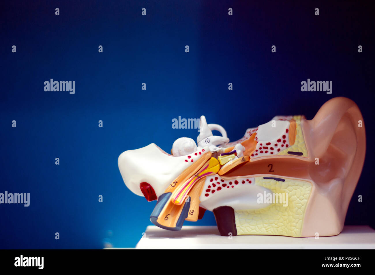 Medical audiologist ear deafness teaching plastic model for diagnosis ...