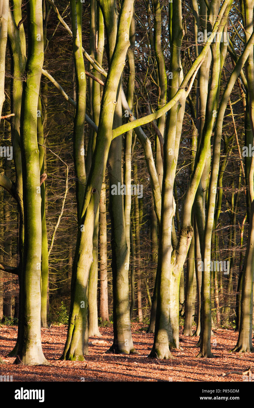 Beukenbos fagus sylvatica hi-res stock photography and images - Alamy