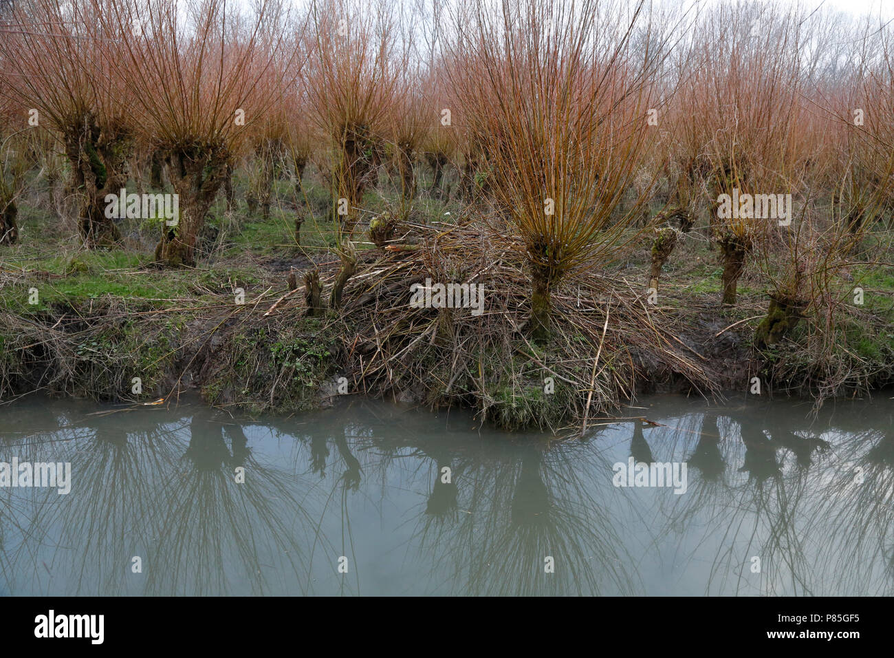 Bever burcht; Beaver's hole Stock Photo - Alamy