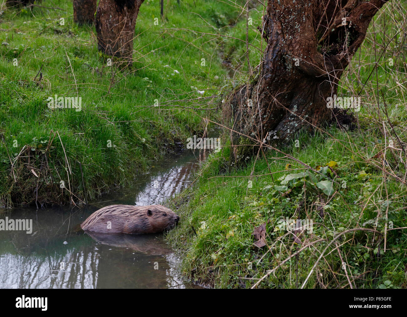 Van bever hi-res stock photography and images - Alamy