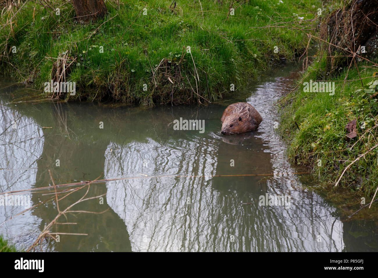 Van bever hi-res stock photography and images - Alamy
