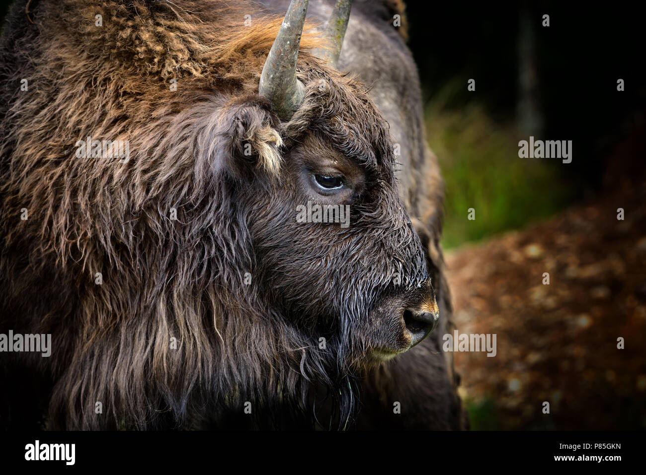 Portrait of European bison (Bison bonasus). Wisent Stock Photo - Alamy