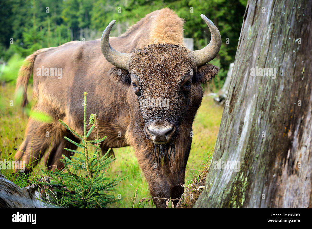 European Bison in the forest. Wisent. Bison bonasus Stock Photo - Alamy