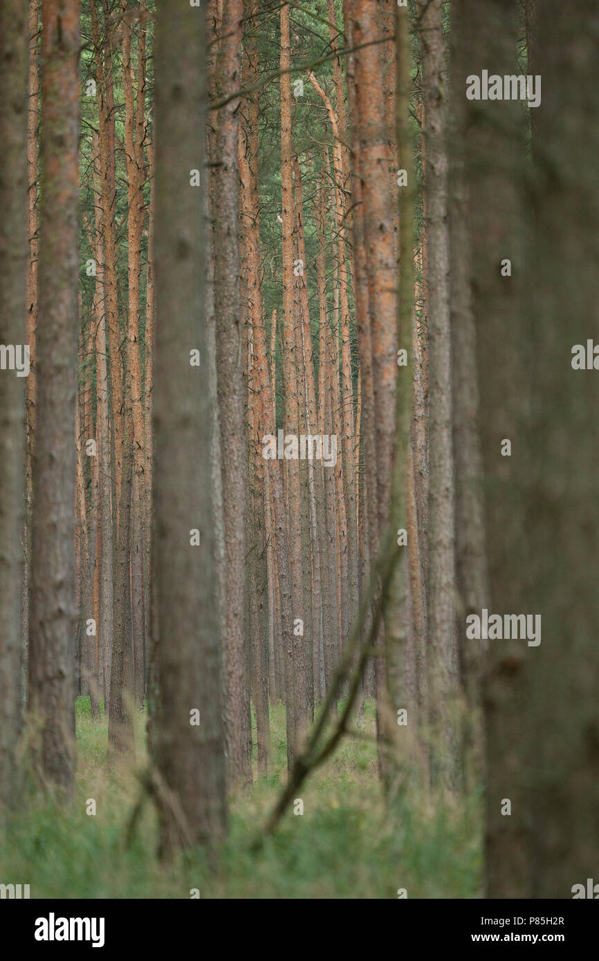 Dennen hi-res stock photography and images - Alamy