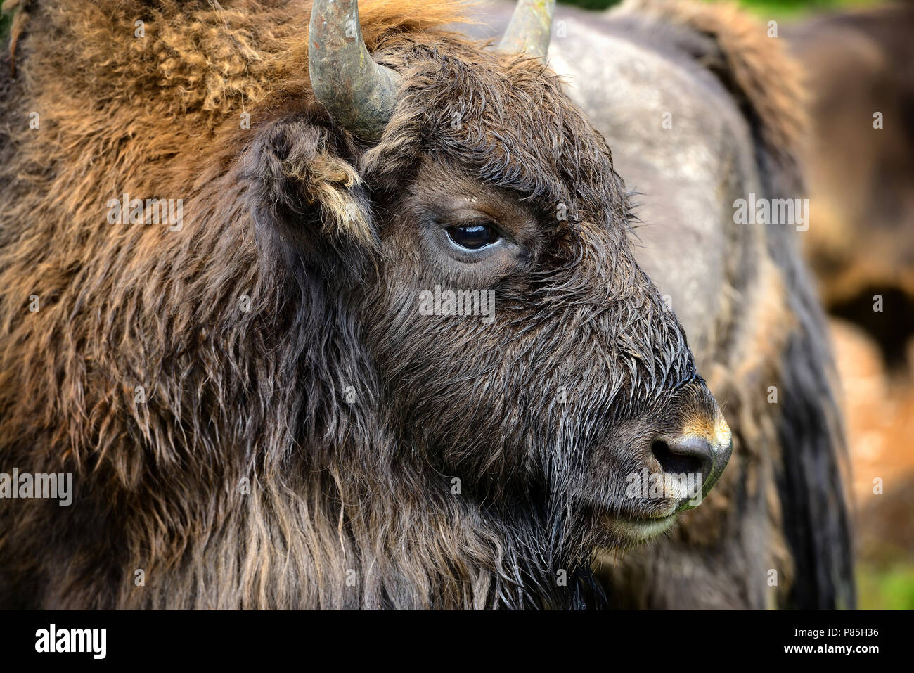 Portrait of European bison (Bison bonasus). Wisent Stock Photo - Alamy