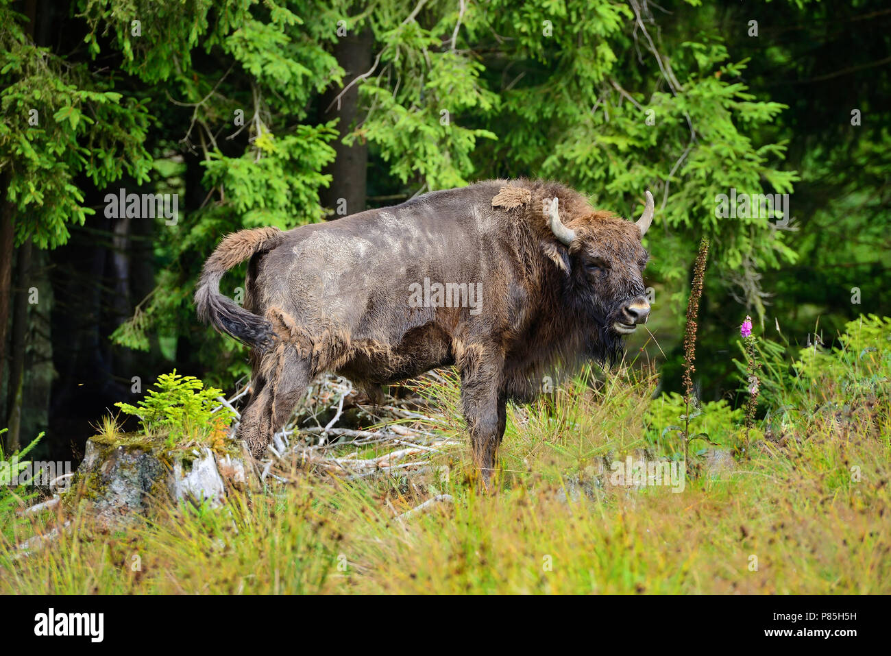 European Bison in the forest. Wisent. Bison bonasus Stock Photo - Alamy