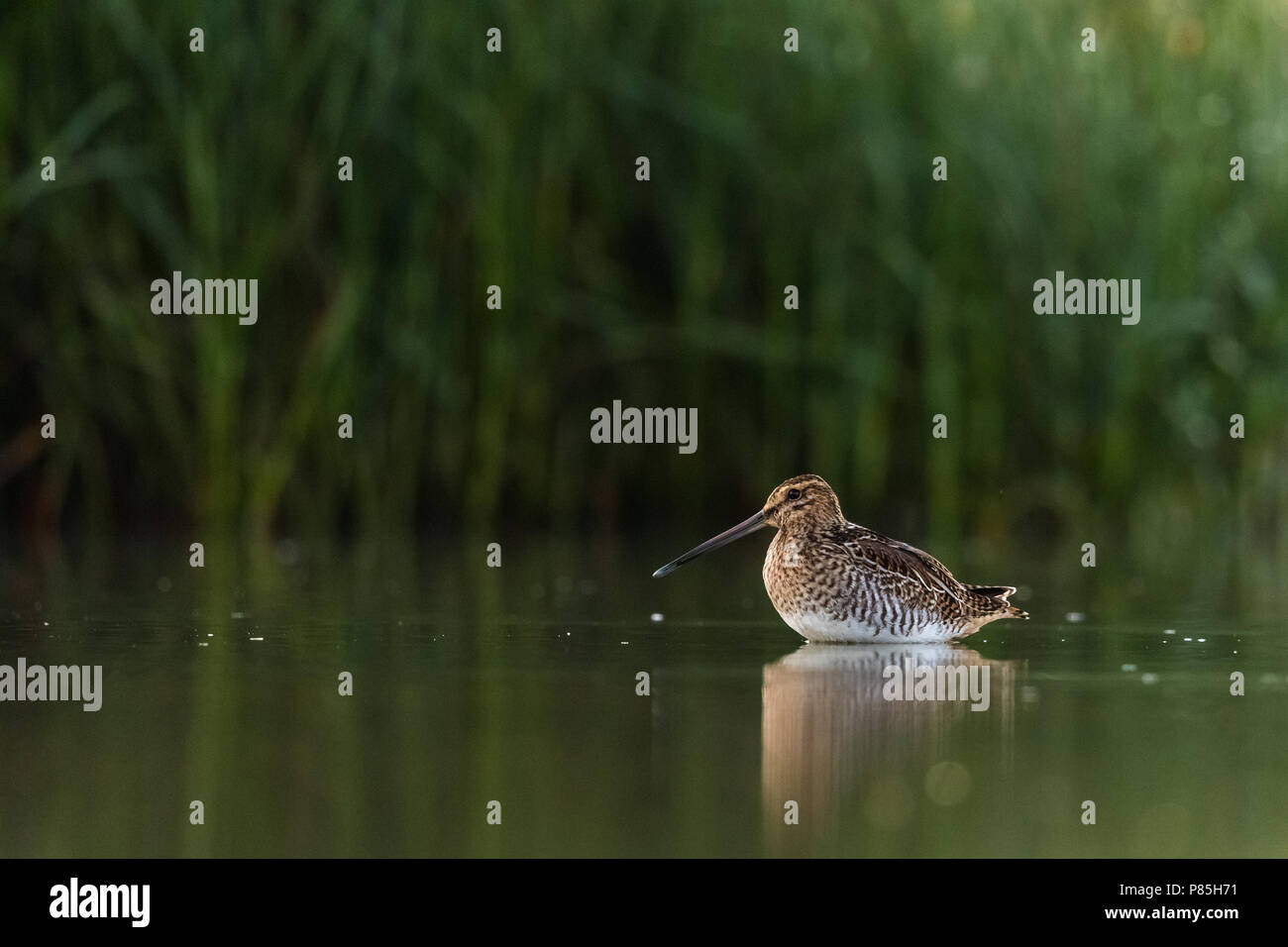 Common Snipe, Watersnip Stock Photo - Alamy