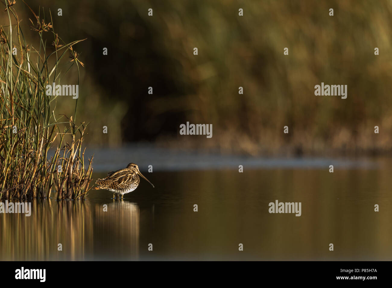 Common Snipe, Watersnip Stock Photo - Alamy
