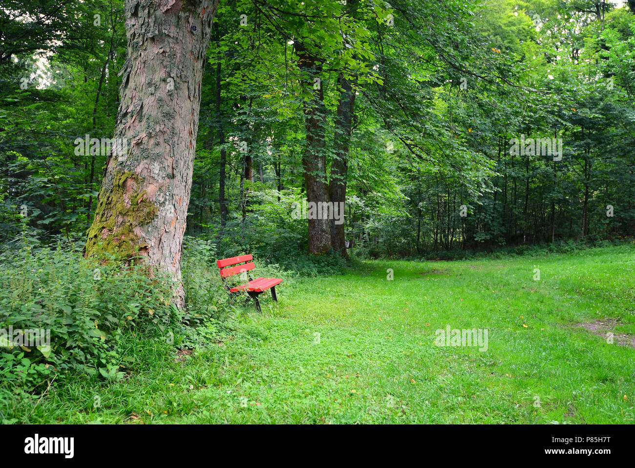 Old park bench tree summer hi-res stock photography and images - Alamy