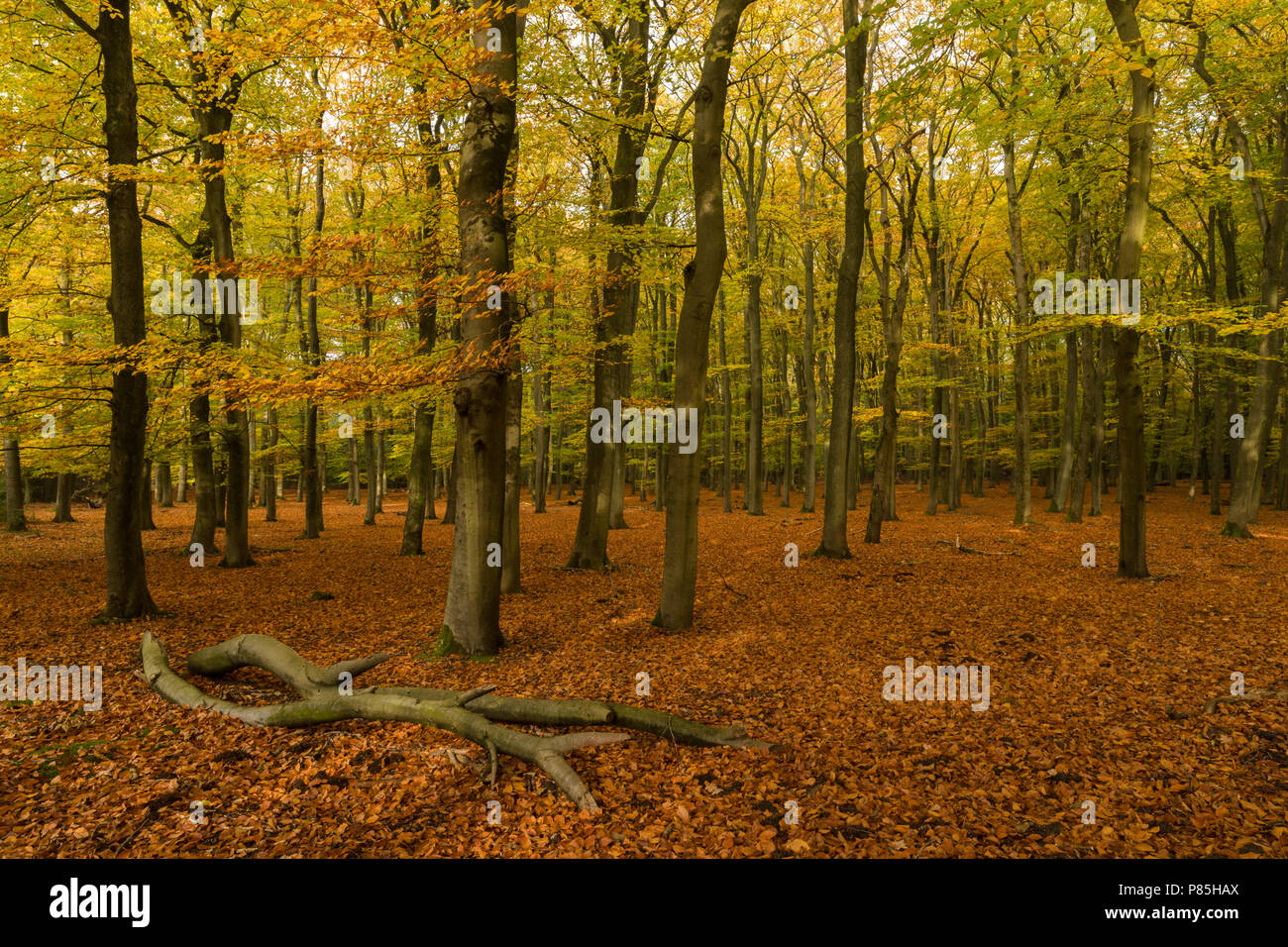 Autumn trees in the Netherlands Stock Photo - Alamy